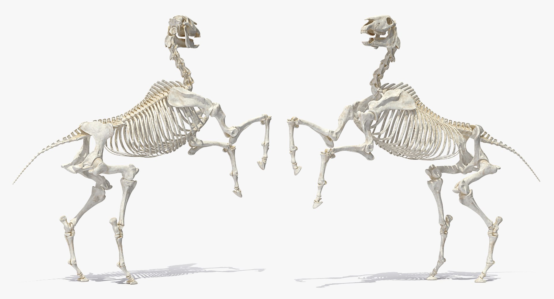 3D horse skeleton rigged model - TurboSquid 1379277