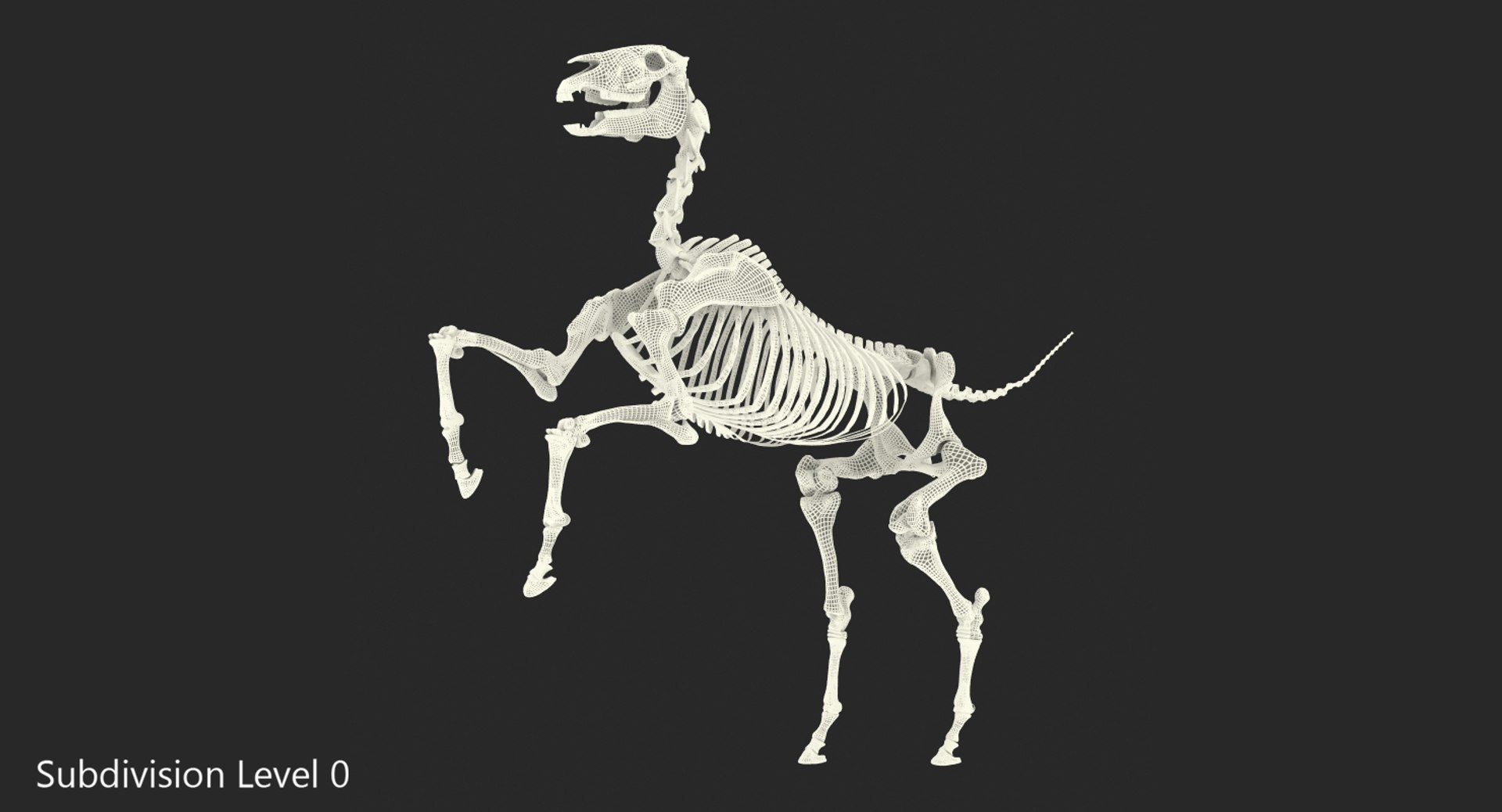 3D Horse Skeleton Rigged Model - TurboSquid 1379277