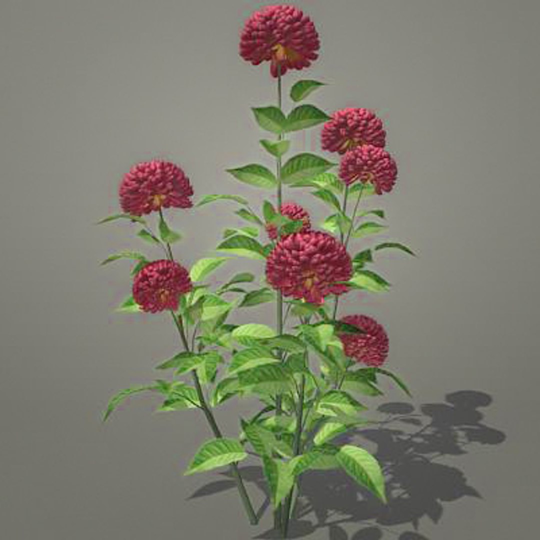 3d Flowers Dahlia Model