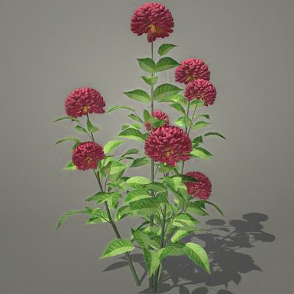 3D Dahlia Models | TurboSquid