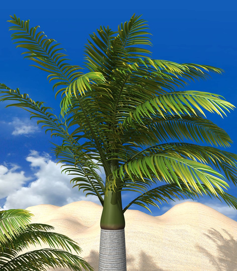 Majesty Palm Model - TurboSquid 1515118
