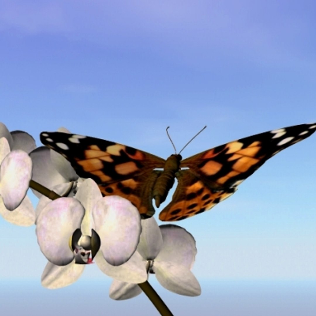 3d Butterfly Painted Lady Model