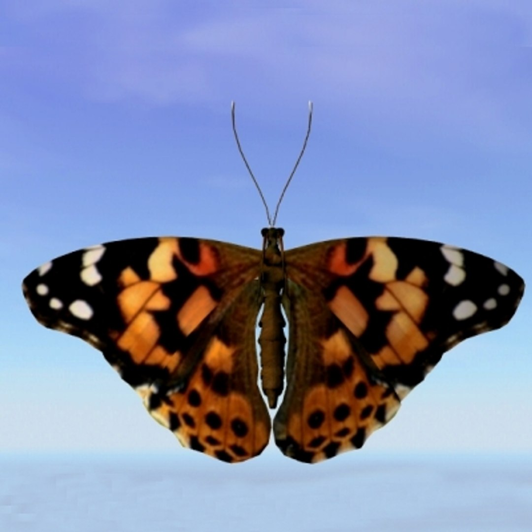 3d Butterfly Painted Lady Model