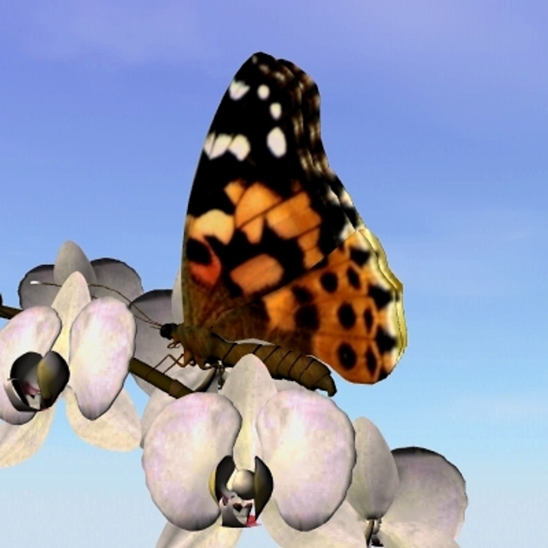 3d Butterfly Painted Lady Model