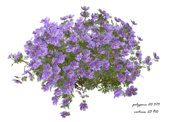 geranium sketchup
