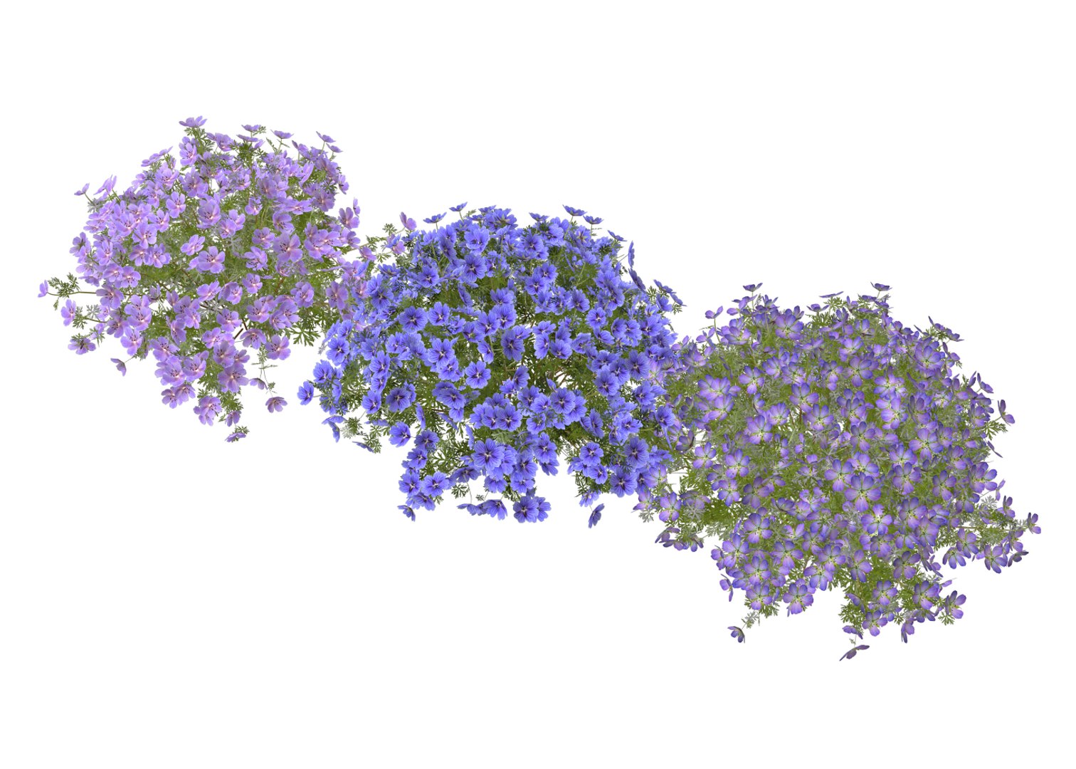 3D Model Geranium Flowers - TurboSquid 1243656