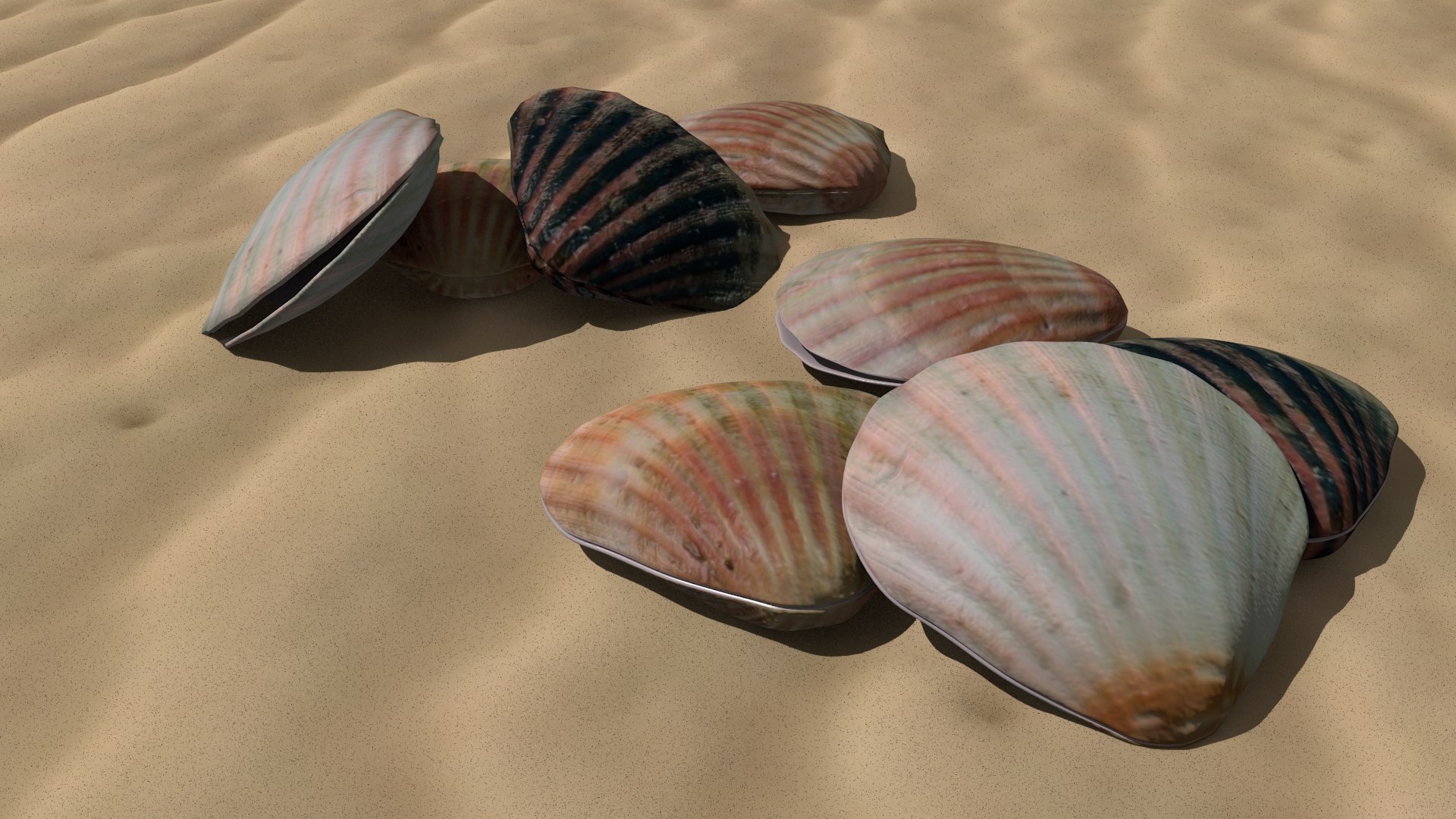 Sea Shells 3d Model
