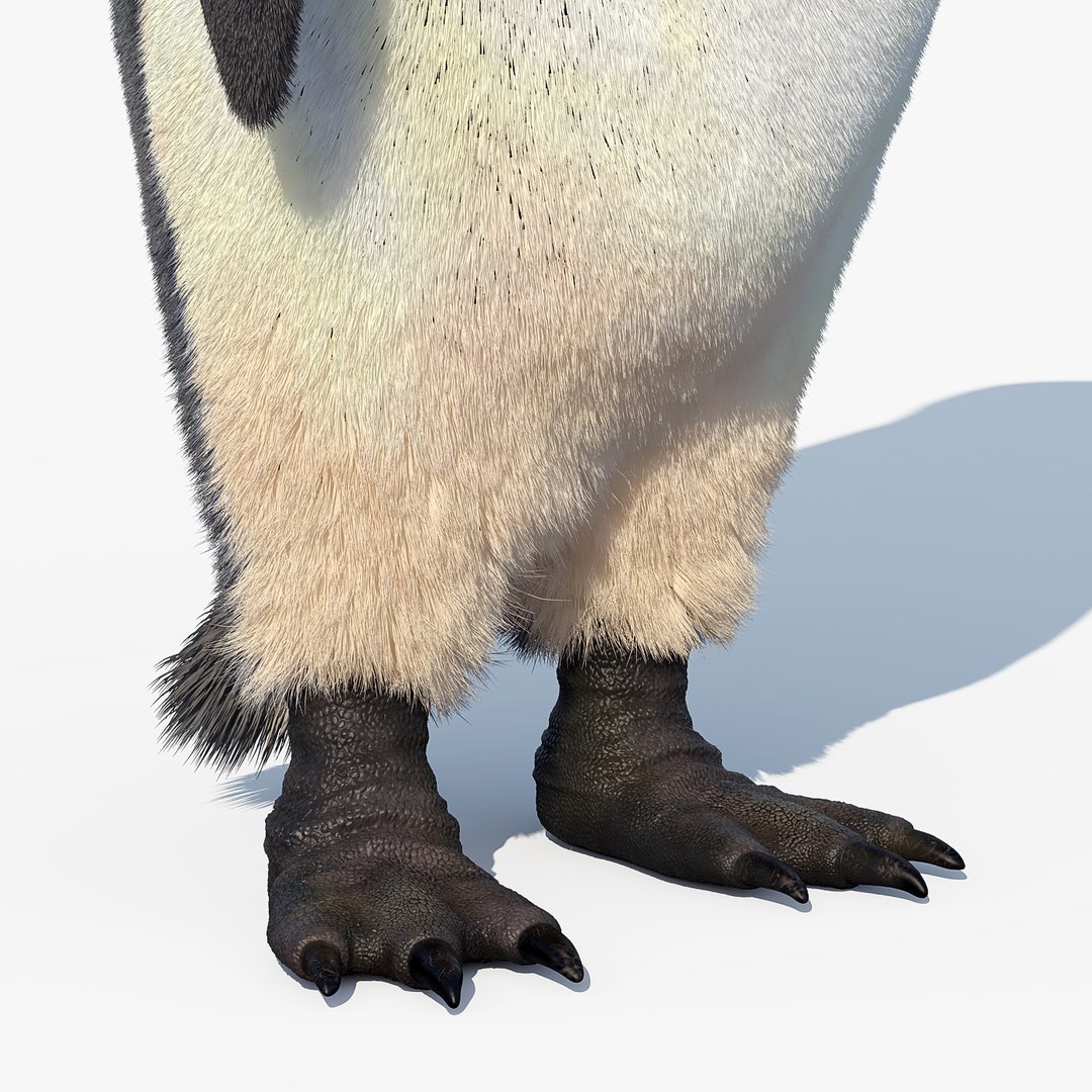 3d King Penguin Fur Rigged Model