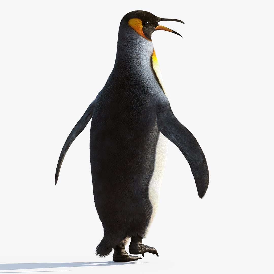3d King Penguin Fur Rigged Model