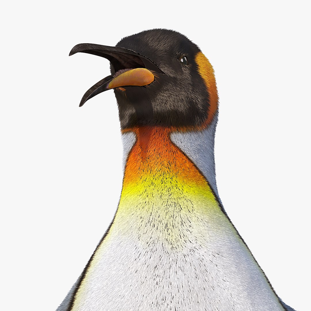 3d King Penguin Fur Rigged Model