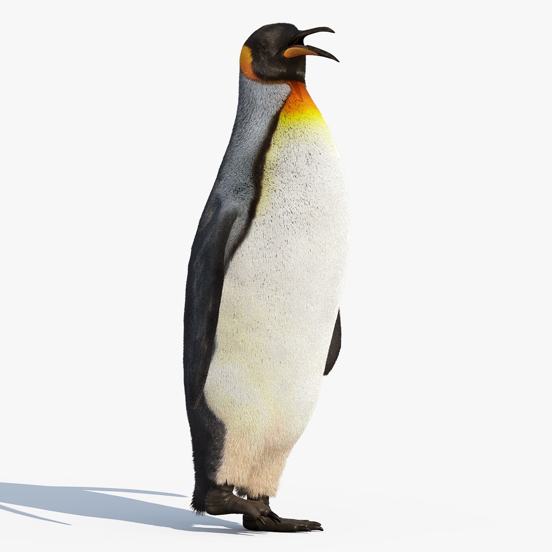 3d King Penguin Fur Rigged Model