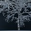 3d Model Winter Tree V1