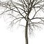 3d Model Winter Tree V1