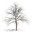 3d Model Winter Tree V1