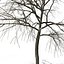 3d Model Winter Tree V1