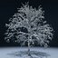 3d Model Winter Tree V1