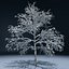 3d Model Winter Tree V1