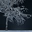 3d Model Winter Tree V1