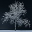 3d Model Winter Tree V1