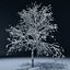 3d Model Winter Tree V1