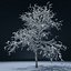 3d Model Winter Tree V1