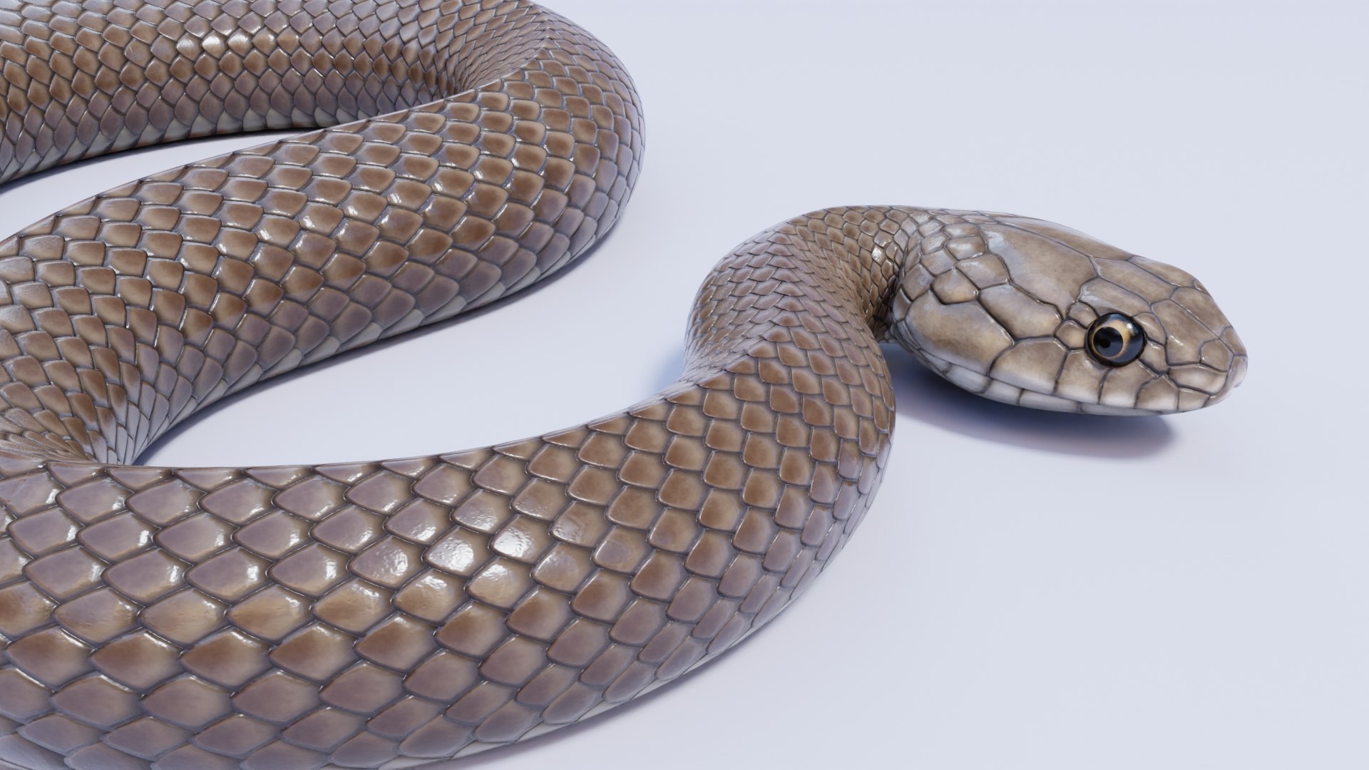 3D Rigged Eastern Brown Snake - TurboSquid 1952267