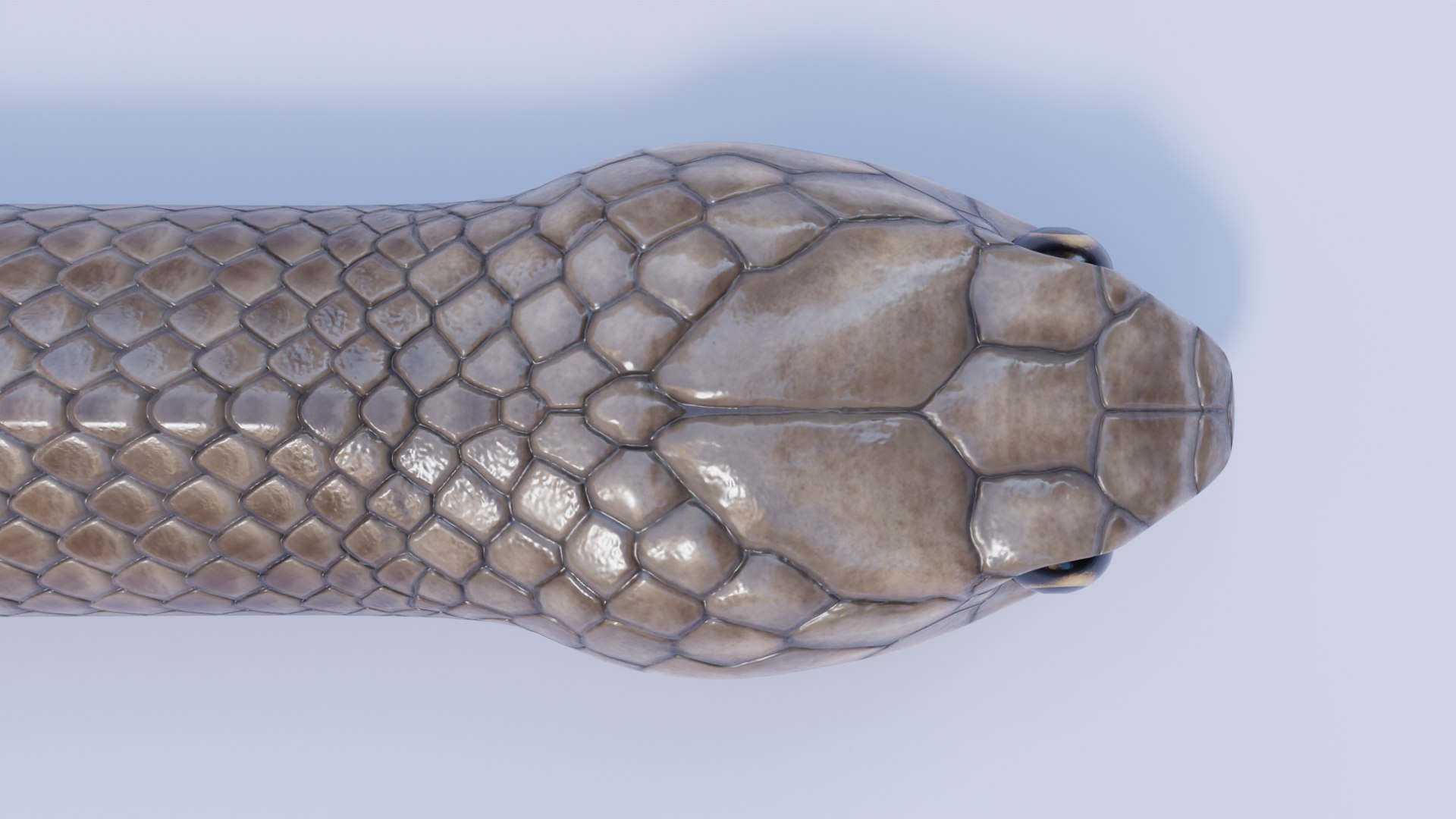 3D Rigged Eastern Brown Snake - TurboSquid 1952267