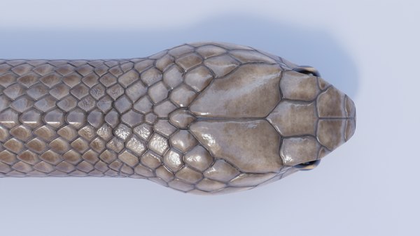 modelo 3d Serpiente marrón oriental aparejada - TurboSquid 1952267