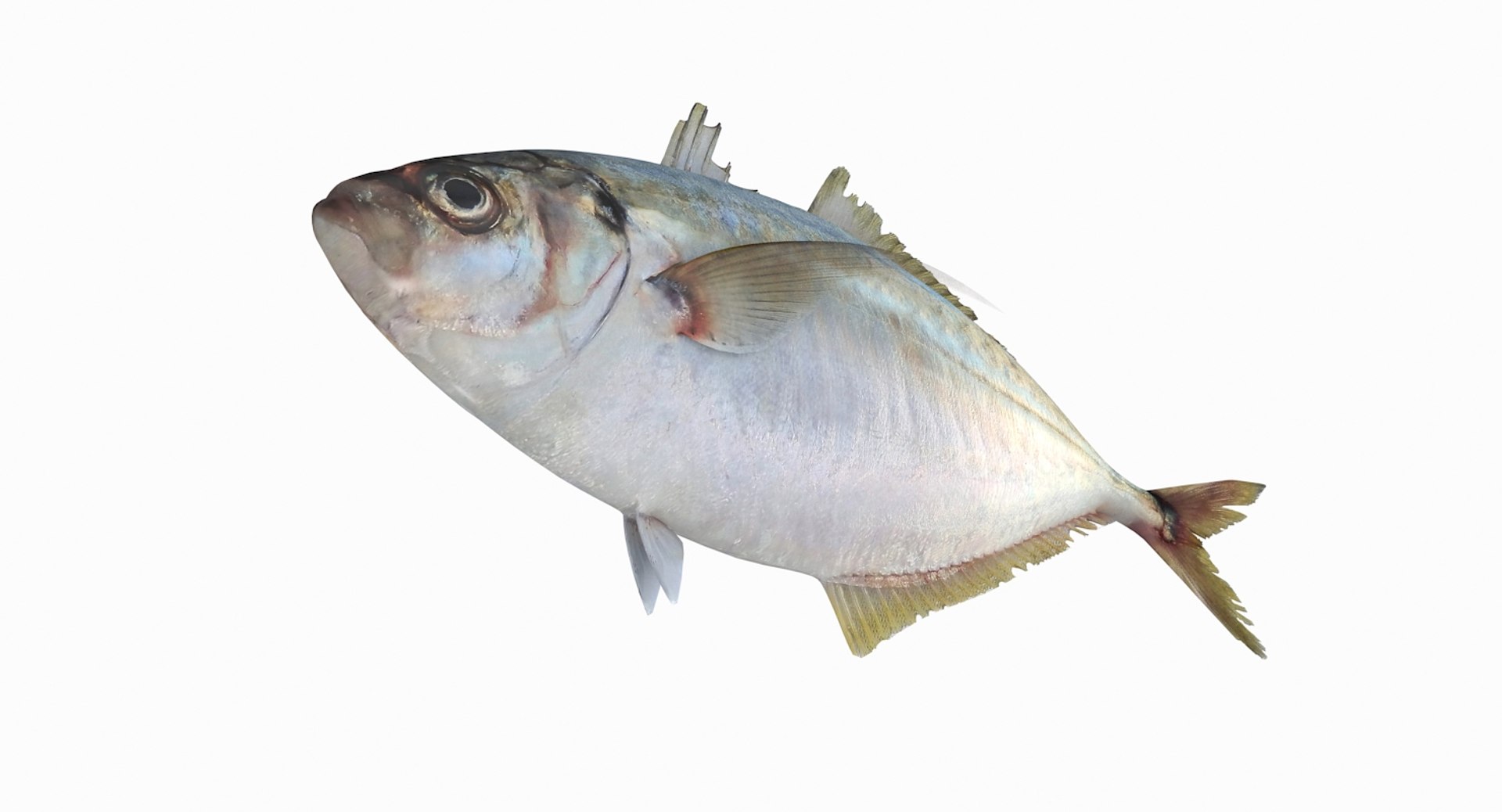 Pacific bumper 3D - TurboSquid 1223109
