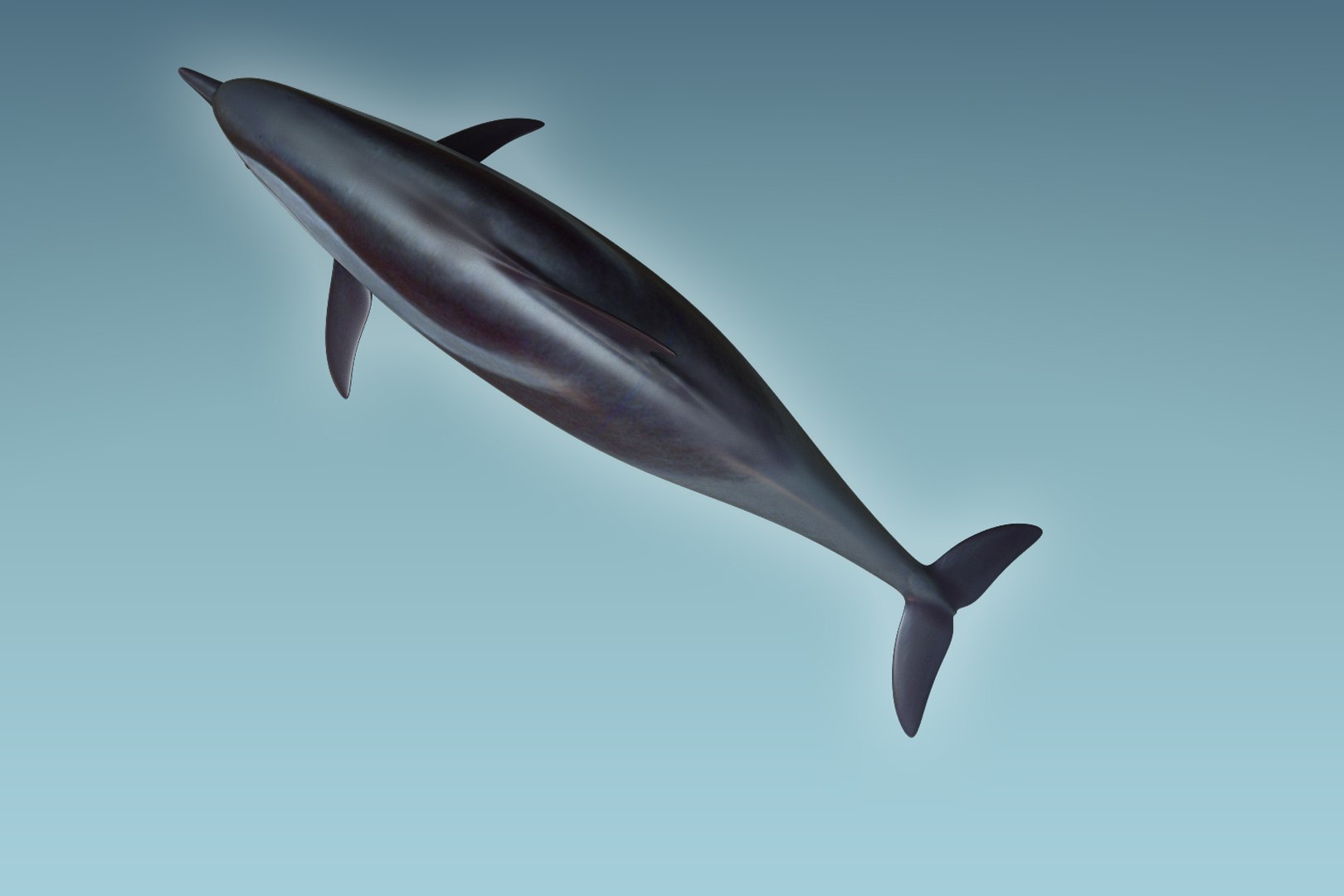 3D Dolphin Animal Saltwater Model - TurboSquid 1199652