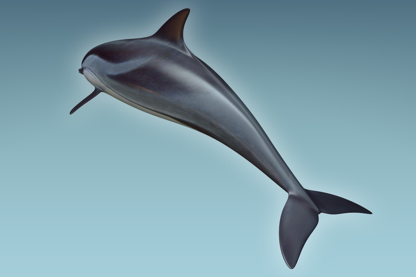 3D Dolphin Animal Saltwater Model - TurboSquid 1199652