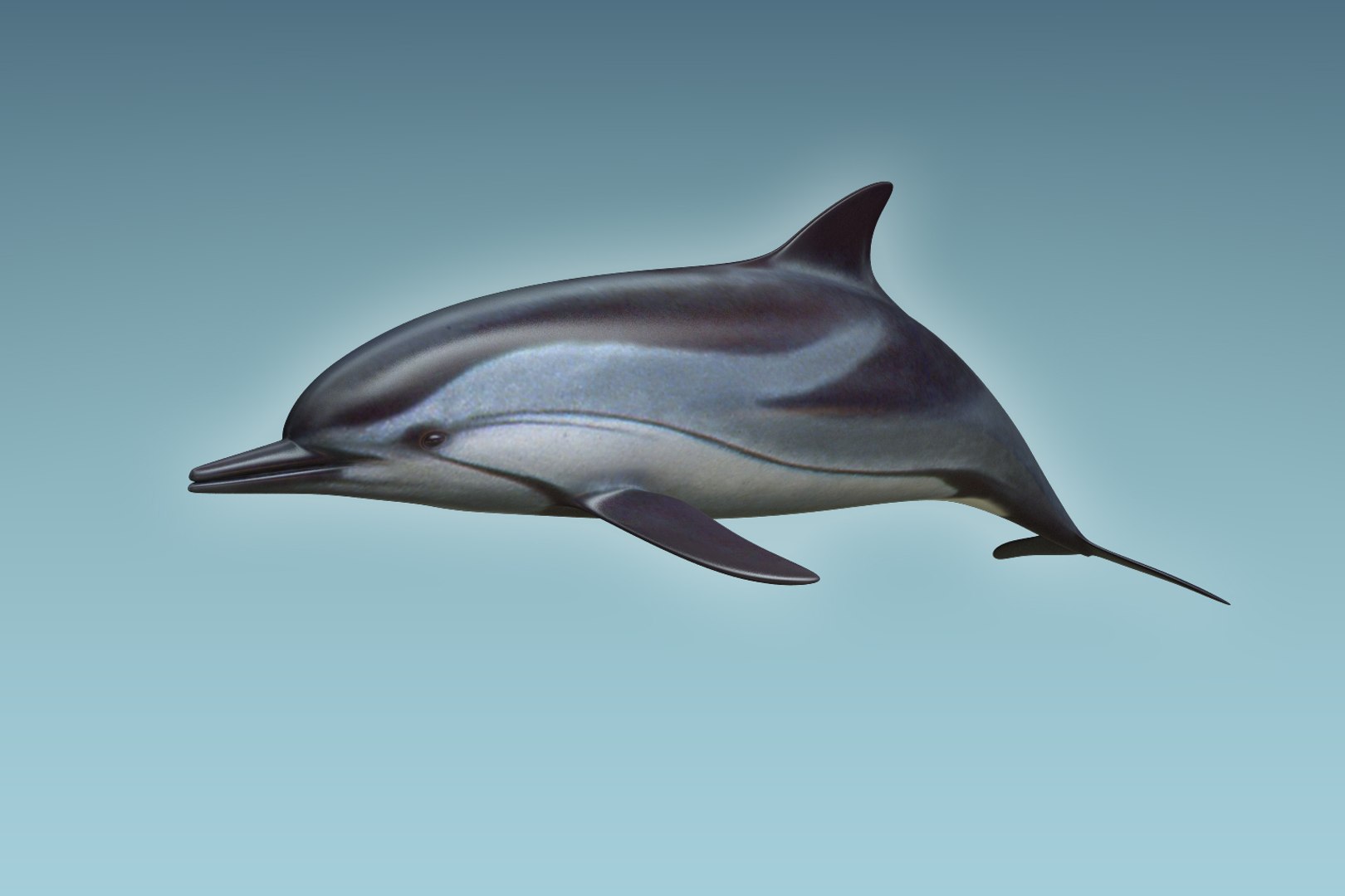 3D Dolphin Animal Saltwater Model - TurboSquid 1199652