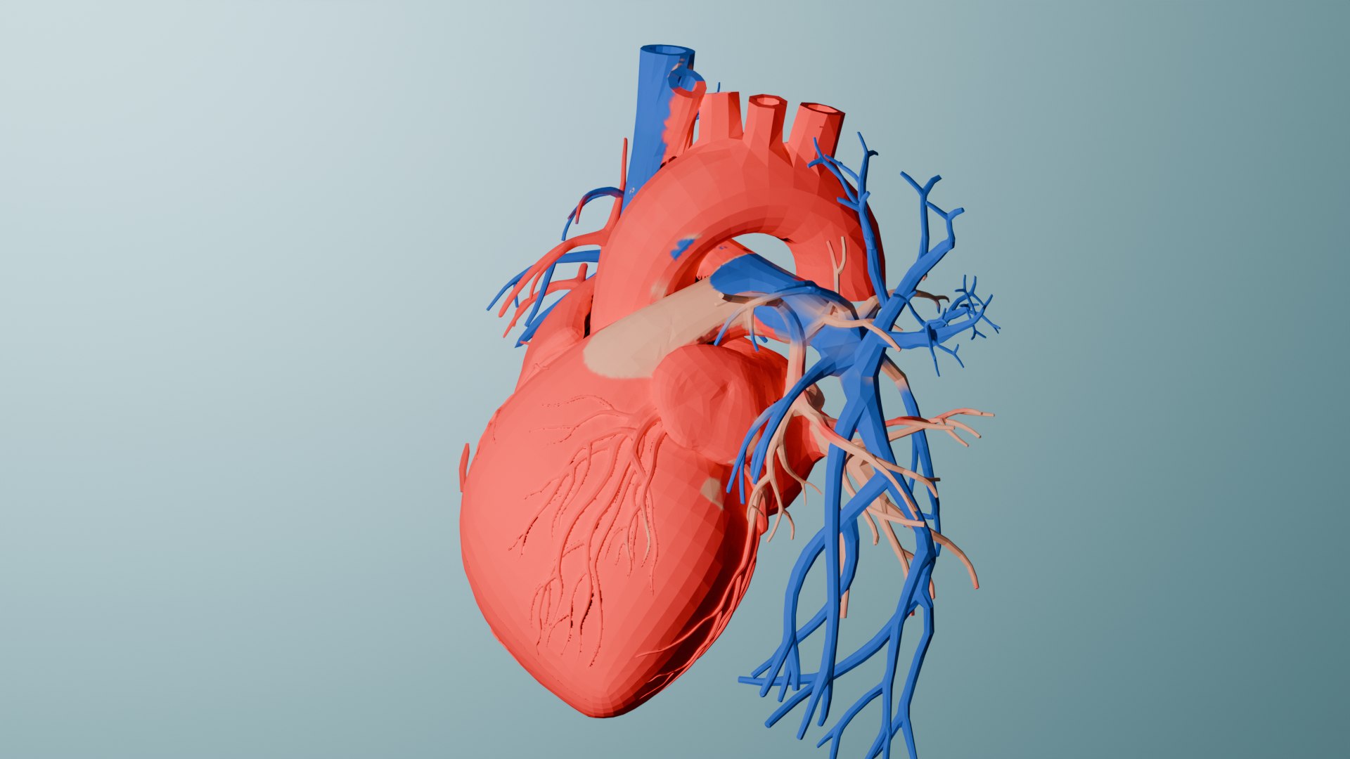 3D Realistic Human Heart 3D Printable Model - TurboSquid 2397896
