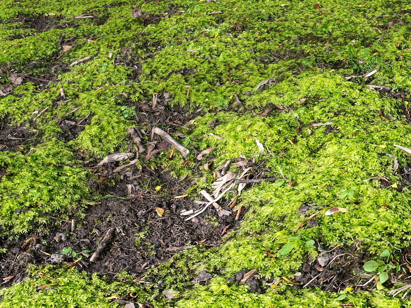 Forest Ground 16k Hd 3d Model