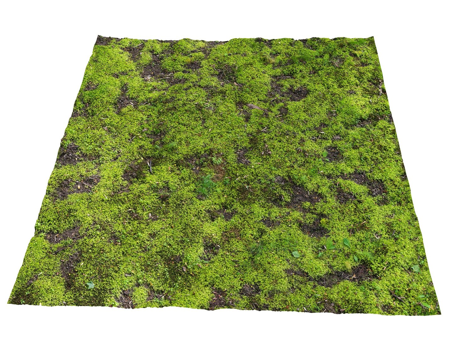 Forest Ground 16k Hd 3d Model