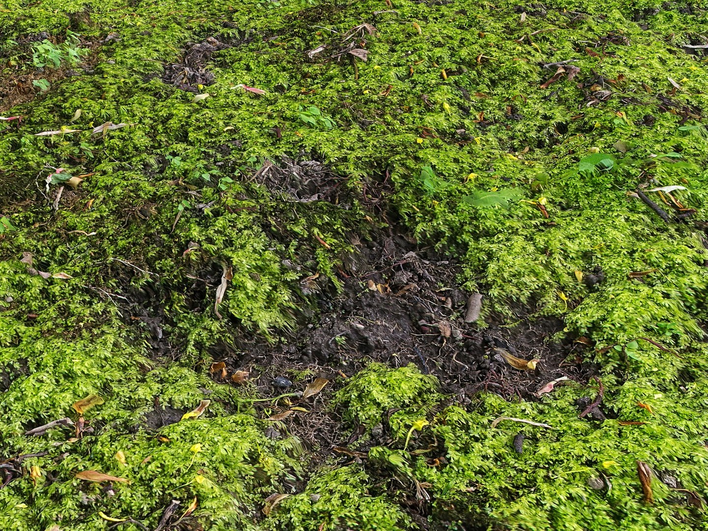 Forest Ground 16k Hd 3d Model