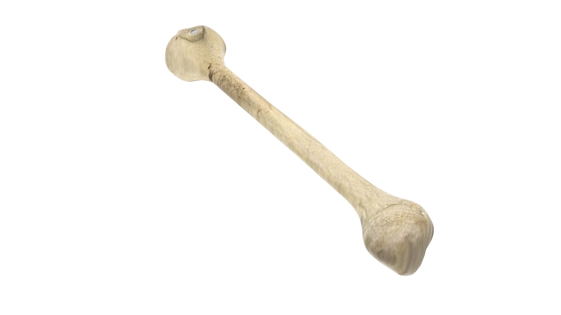 3D Bone model - TurboSquid 1921254