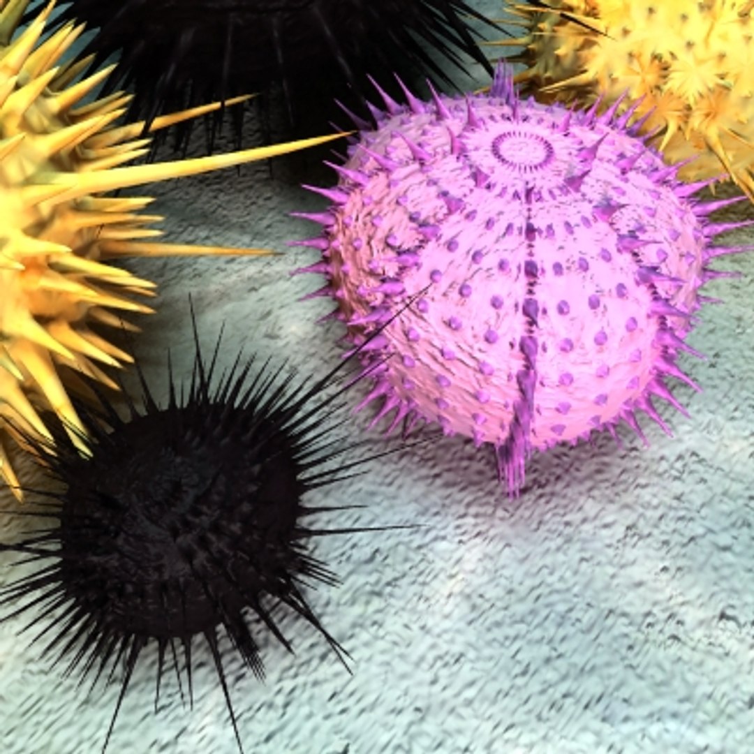 3d Urchins Sea Set