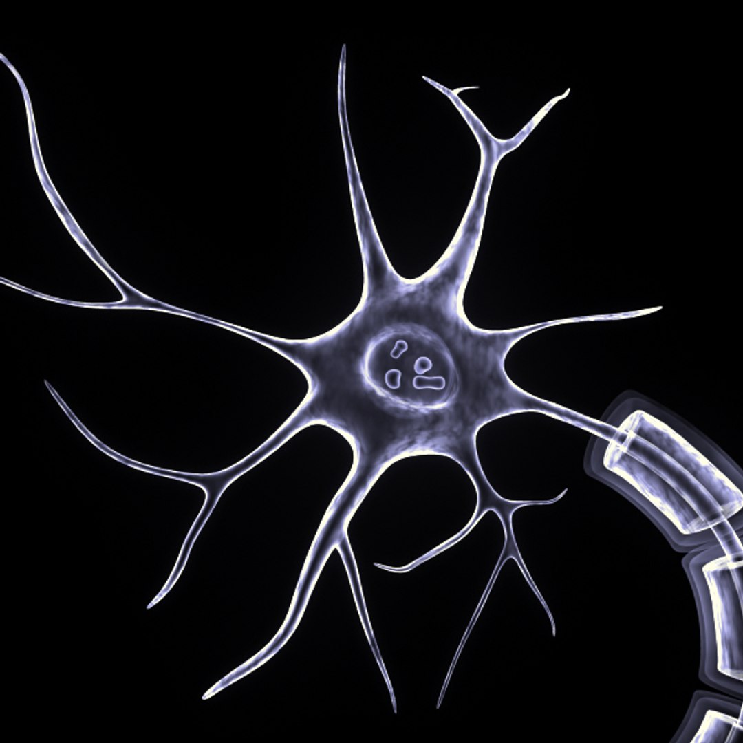 3d Nerves Neurons