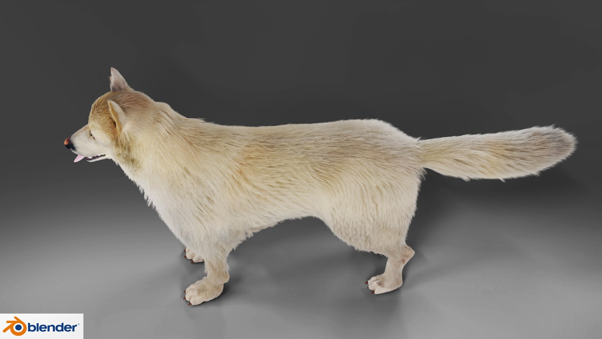 3D Fur Wolf Rigged and Animation in Blender model - TurboSquid 1988364