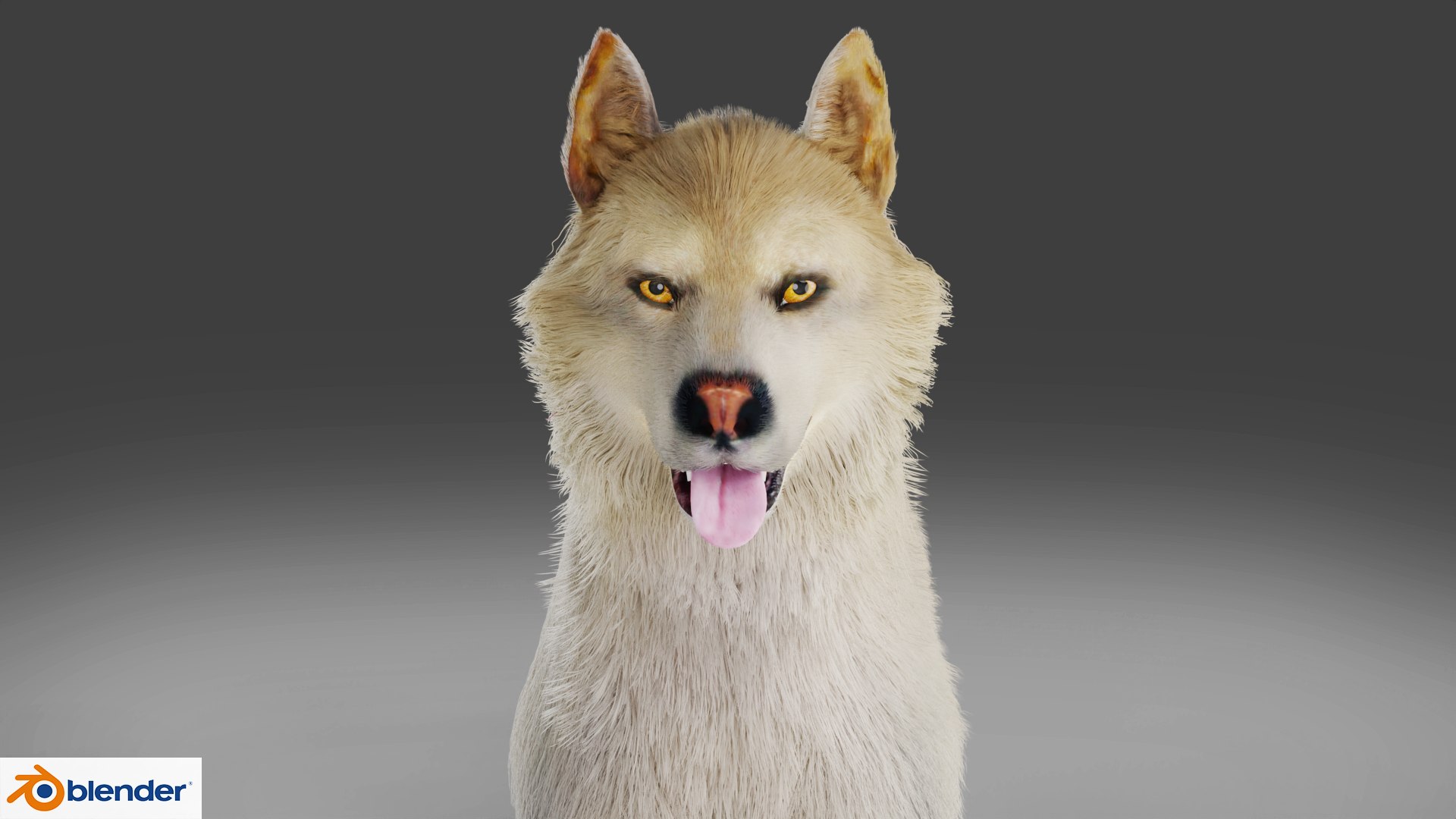 3D Fur Wolf Rigged and Animation in Blender model - TurboSquid 1988364