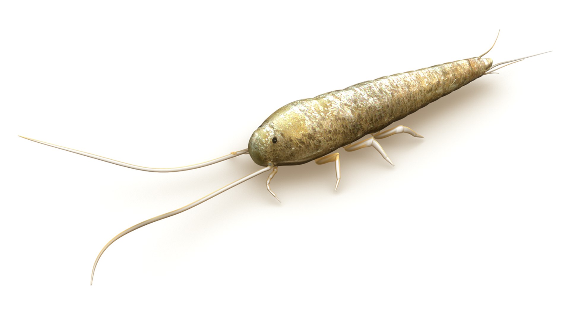 3d lepisma insects silverfish model