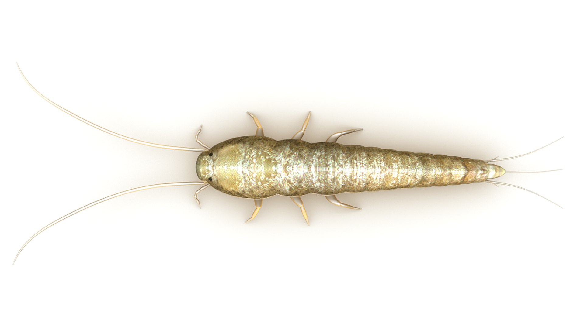 3d lepisma insects silverfish model