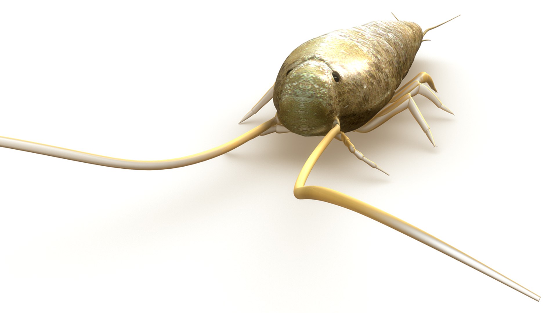 3d lepisma insects silverfish model