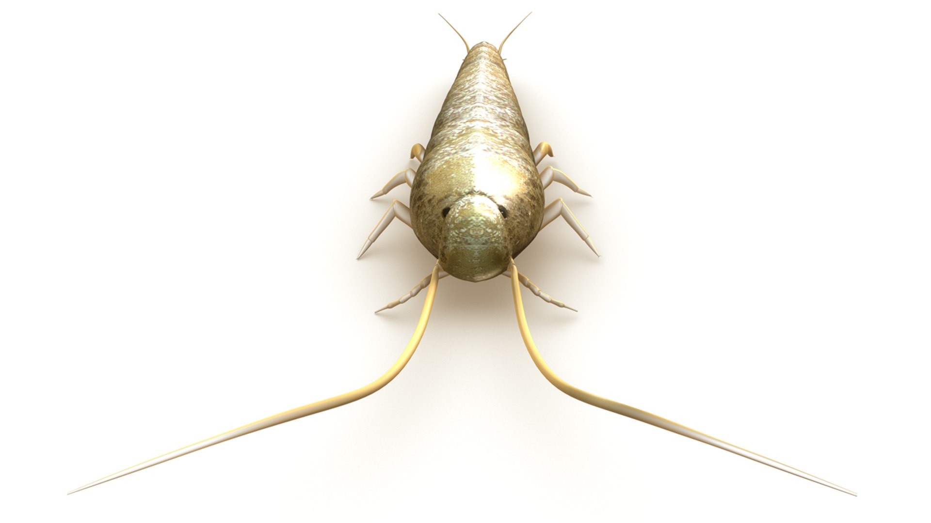 3d lepisma insects silverfish model