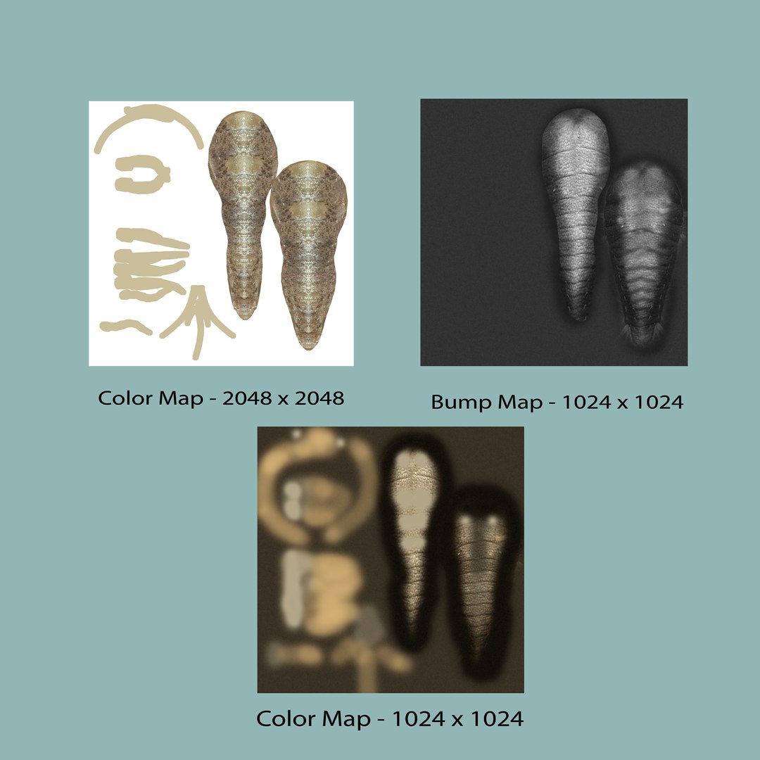 3d lepisma insects silverfish model