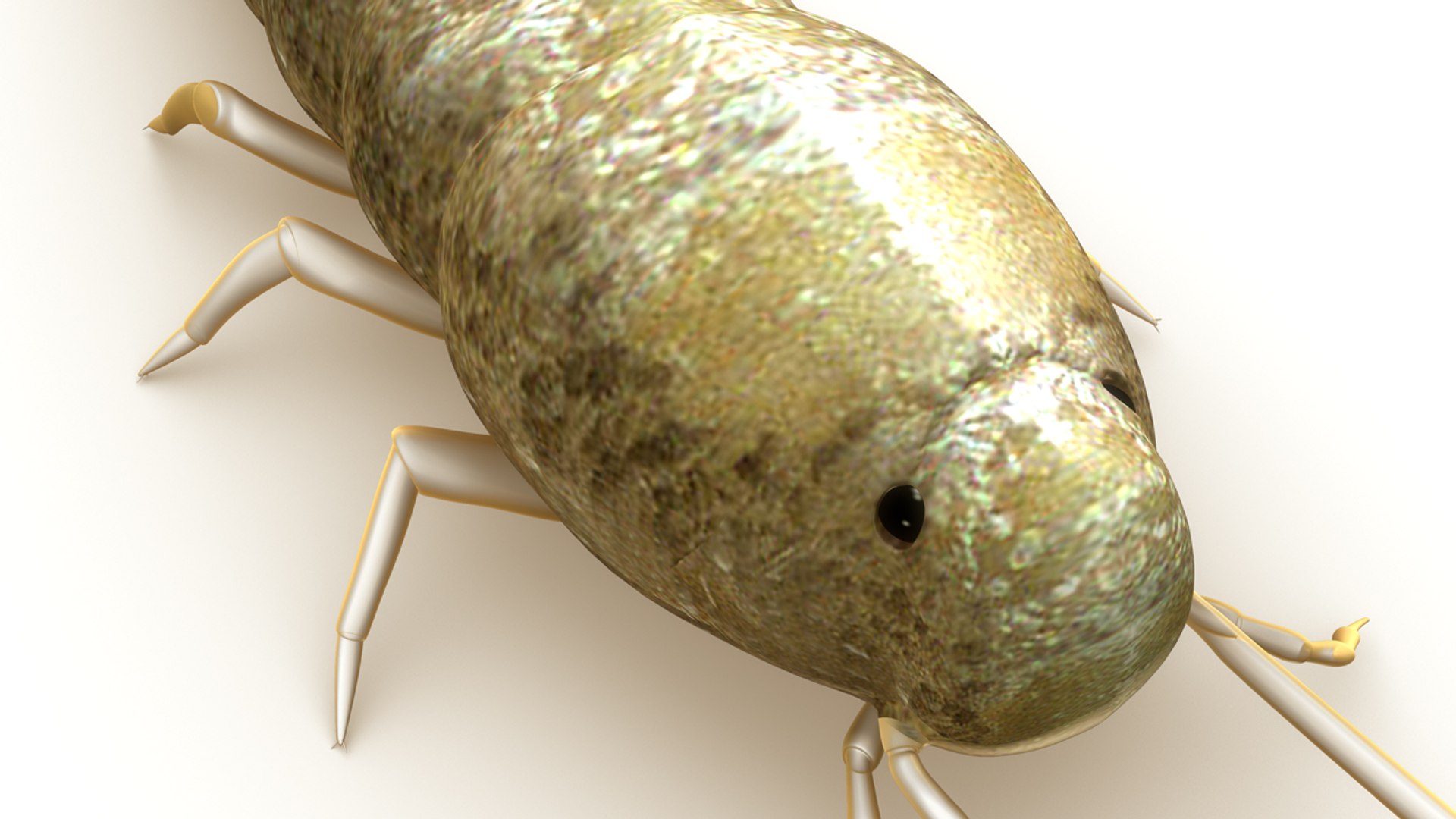 3d lepisma insects silverfish model