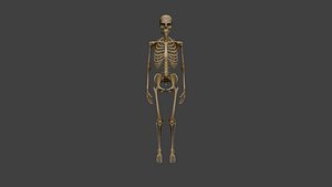 Human Skeleton Blender Models for Download | TurboSquid