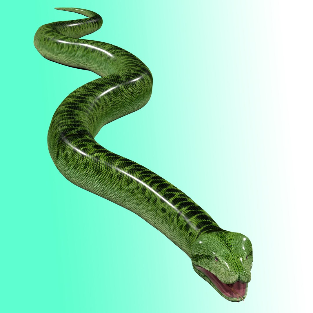 3D Green Python Snake - TurboSquid 2344661