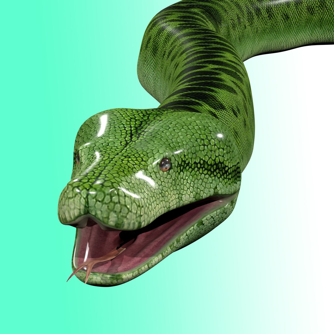 3D Green Python Snake - TurboSquid 2344661
